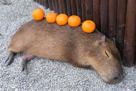 The Science Behind Capybaras Chill Exploring Their Relaxing Behavior