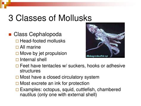 Ppt Mollusks And Segmented Worms Powerpoint Presentation Free
