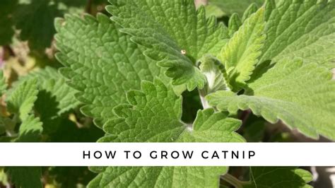 What Is Catnip How To Grow Catnip For Your Cat
