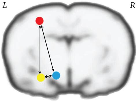 Group Effective Coupling Differences Of Postulated Cortically Driven