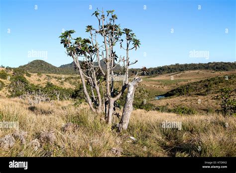 Montane Grassland And Cloud Forest Environment Horton Plains National Park Sri Lanka Asia