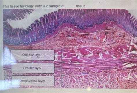 [solved] this tissue histology slide is a sample of tissue oblique