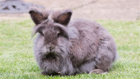 How Big Do Lionhead Rabbits Get