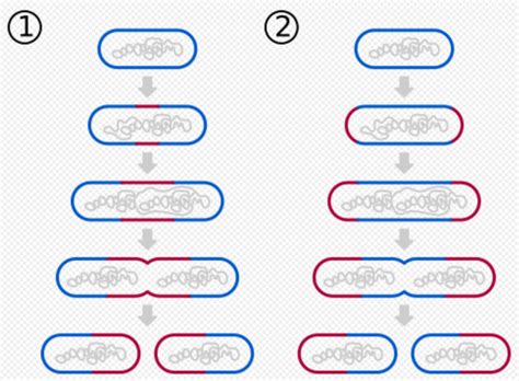 Short Definition Binary Fission At April Langdon Blog