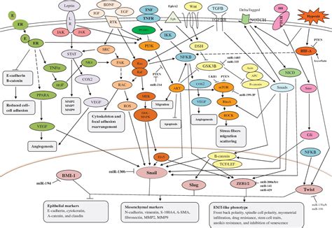 Figure 1 From Tumor Progression Metastasis And Modulators Of Epithelial Mesenchymal Transition