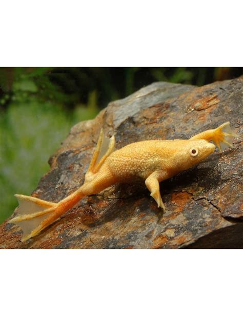 Pyxicephalus Adspersus