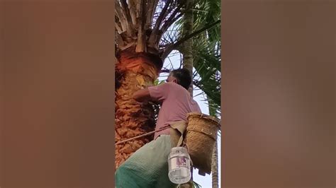 শীতের সকালে রস খেতে খুব মজা শীতকালীন খেজুরেররস Youtube