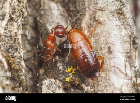 A Cockroach Wasp Ampulex Ferruginea Stings And Subdues A Wood