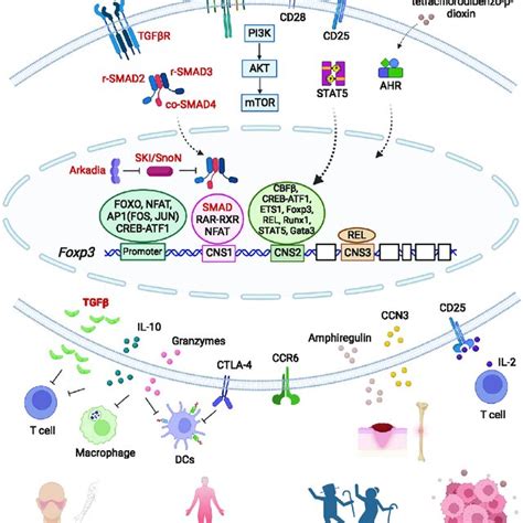 Tgf β Signaling Promotes Treg Cell Function For Tolerance And Download Scientific Diagram