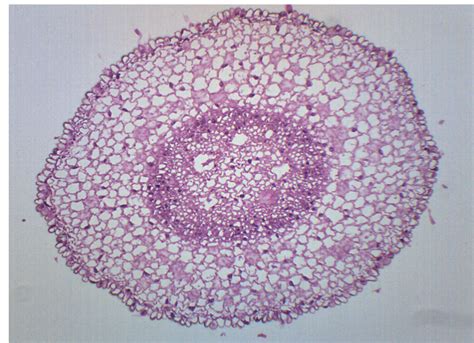 Zea Mays Root Tip Prepared Microscope Slide X Mm KLM Bio Scientific