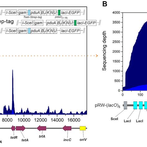High Throughput Sequencing Analysis Of Purified Pdu Laci Mcps A