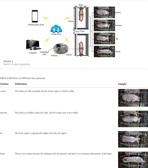 Figure 1 From Automatic Detection Of Sow Posture And Estrus Based On Convolutional Neural