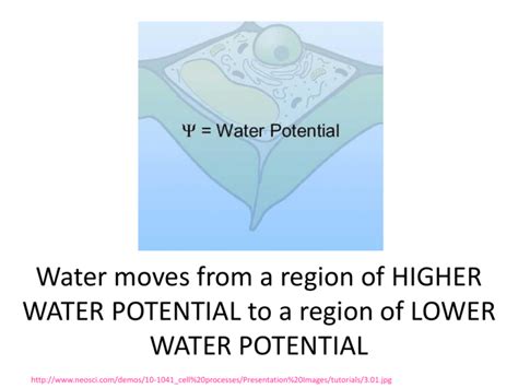 Water Potential Pressure Solute Potential Explained