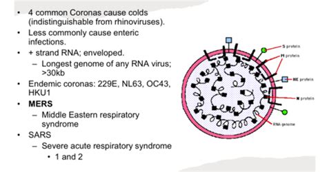 Rna Viruses Part 2 Finish Flashcards Quizlet