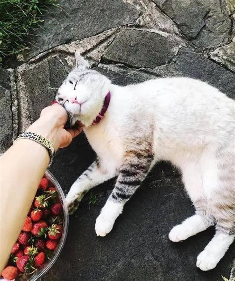 猫咪对你爱答不理，撸猫方式用对了吗？ 知乎