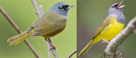 13 Birds That Are Yellow In Montana Id Guide Bird Watching Hq