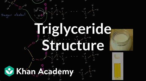 Structure Of Triglyceride