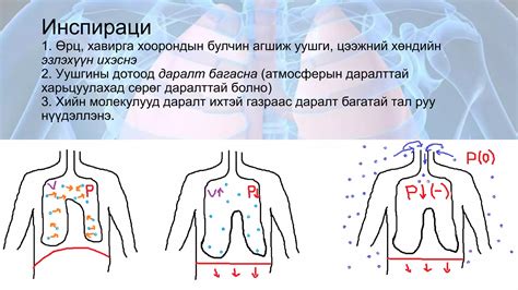 Амьсгалын эрхтэн тогтолцооны физиологи Ppt