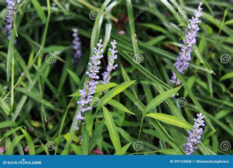 Variegated Monkey Grass With Purple Flowers