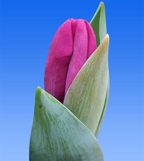 Tulp Roeska Borst Bloembollen
