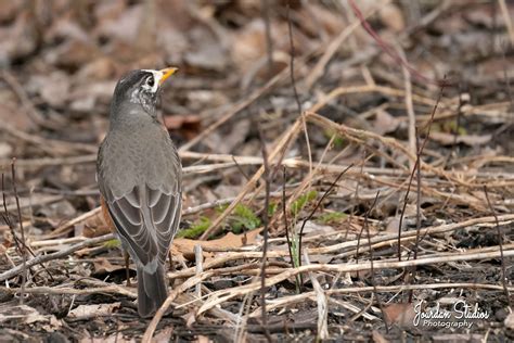 Pied Robin And Kinglet 26 Mar 2020