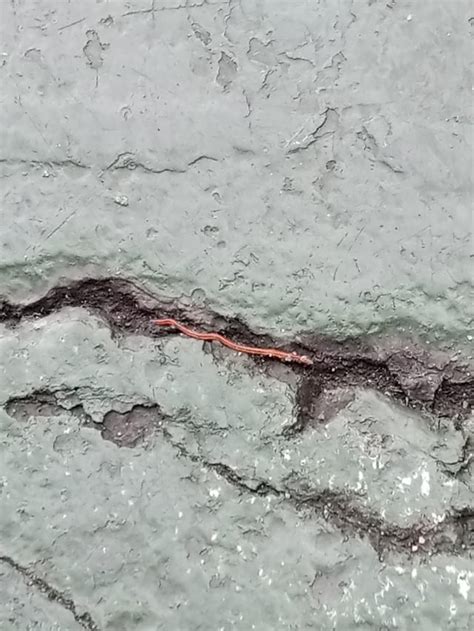 Huge Fucking Parasite Inside Praying Mantis Rnatureisterrible