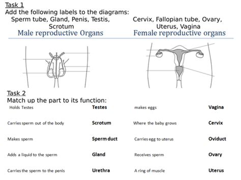 Ks3 Biology Reproduction And Reproductive Systems Lesson Presentation And Resources Teaching