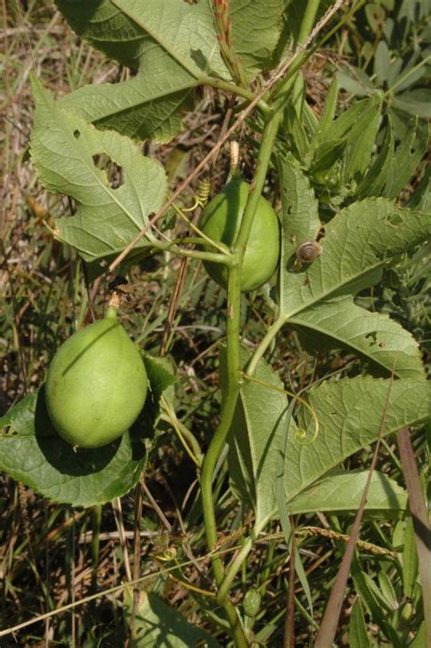 Passiflora Incarnata Rachels Native Plants