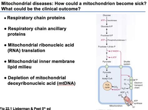Mitochondrial Inheritance Disorders Flashcards Quizlet