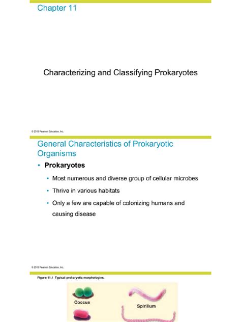 Characterizing And Classifying Prokaryotes Pdf