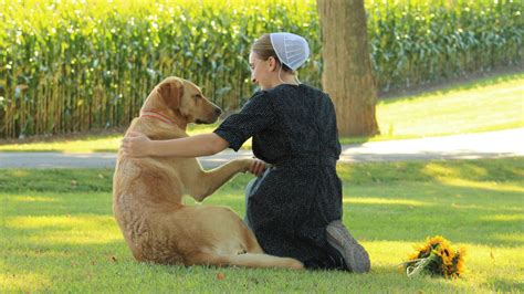 Возраст собаки по человеческим меркам таблица с соотношением как считать сколько лет собаке в