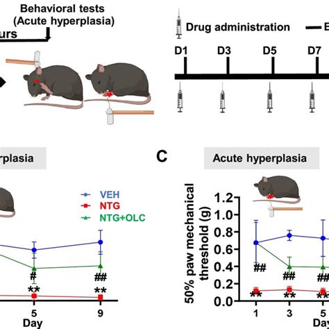 Brain Activation In Chronic Migraine Models A B The Relative C Fos⁺ Download Scientific