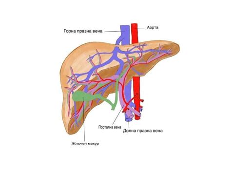Черен дроб Функция заболявания полезни съвети Ботаник Botanic
