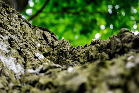 Free Images Tree Nature Forest Grass Branch Wood Sunlight Leaf