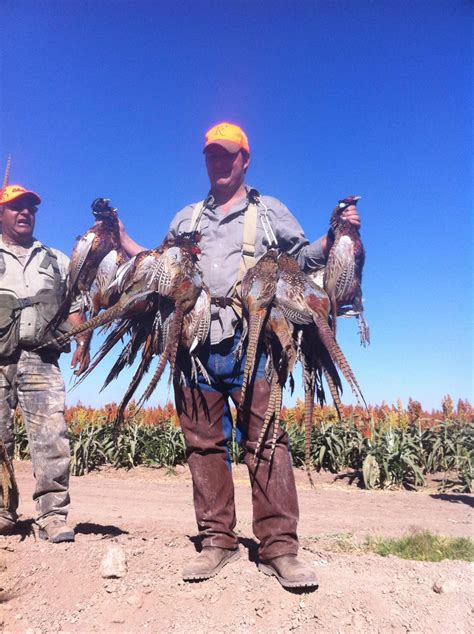 Wild Pheasant 1 Sierra Madre Hunting
