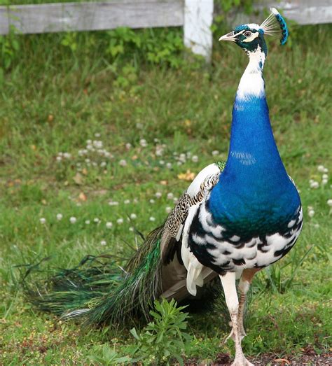 Buy Pied India Blue Peafowl For Sale Easy Care Farm