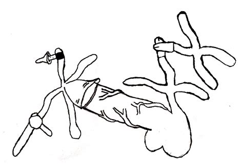 Post 99266 Centriole Centromere Chromatid Chromosome Homologous Chromosome Rule34d Rule 63