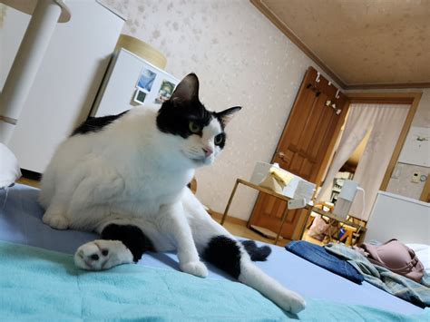 고자 고양이 자랑이라는 뜻 촬스의 이슈와 유머
