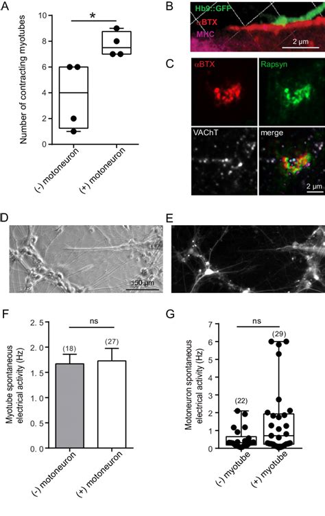 Characterization Of Spontaneous Activity Of Motoneuron And Myotube In