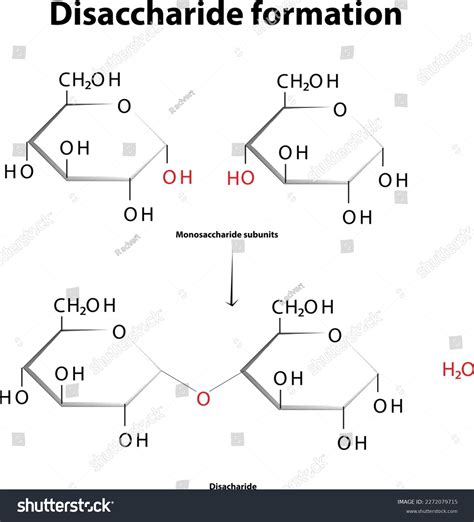 Glycosidic Bond Formation Hydrolysis Monosaccharides Disaccharide Stock Vector Royalty Free