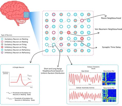 Dynamic Modeling Of Brain Neuronal Population Using Cellular Automata