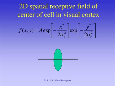 Ppt Concept Of Receptive Field Powerpoint Presentation Free Download