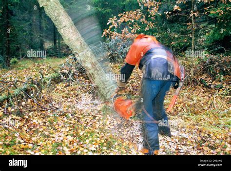 Man Cutting Down Tree Stock Photo Alamy