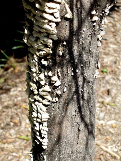 Fine Beautiful Info About How To Treat Redwood Askjag