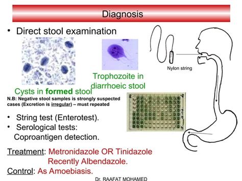 Protozoa Presentation Giardia Lamblia Ppt