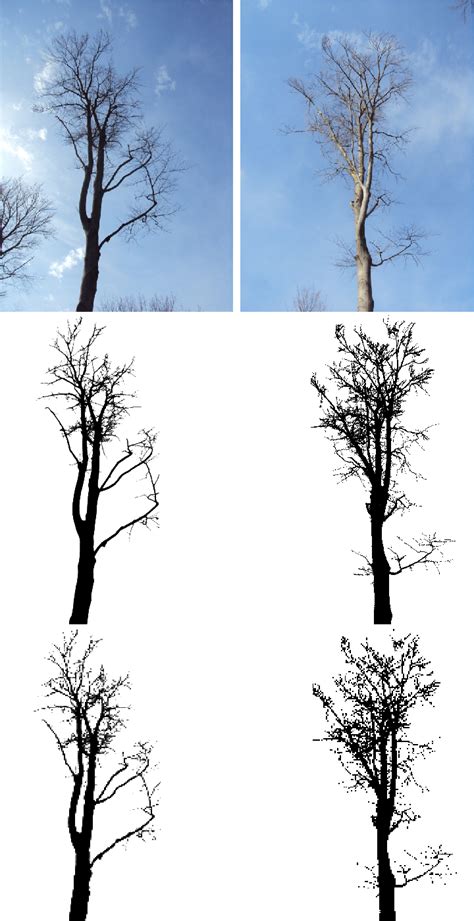 Figure From Vectorized Procedural Models For Animated Trees Reconstruction Using Differential