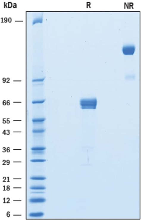 Randd Systems™ Recombinant Rat Pd 1 Fc Chimera Protein Quantity 100 μg