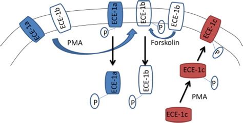 Trafficking Of ECE 1 In CHO Cells Transfected With ECE 1a And B In Download Scientific Diagram