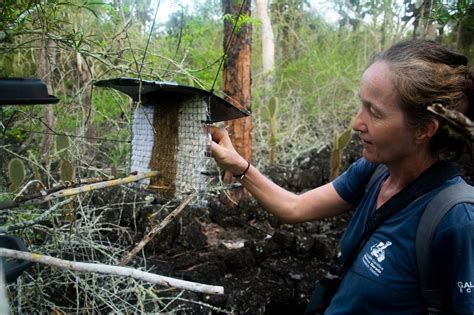Control Of The Avian Vampire Fly Charles Darwin Foundation