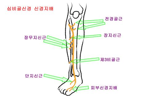 대전 유성 화목한 한의원 심비골신경 Deep Peroneal N 과 발목 신전근들 전경골근 Anterior Tibialis